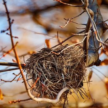 Soon “Empty Nest” Has Dad Sad - Health Affiliates Maine